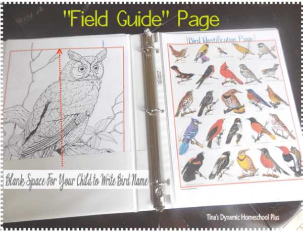 American Robin Free Printables, Resources and Crafts