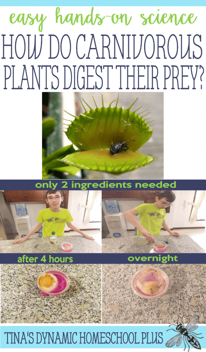Free Carnivorous Plants Lapbook and Fun Homeschool Unit Study Ideas