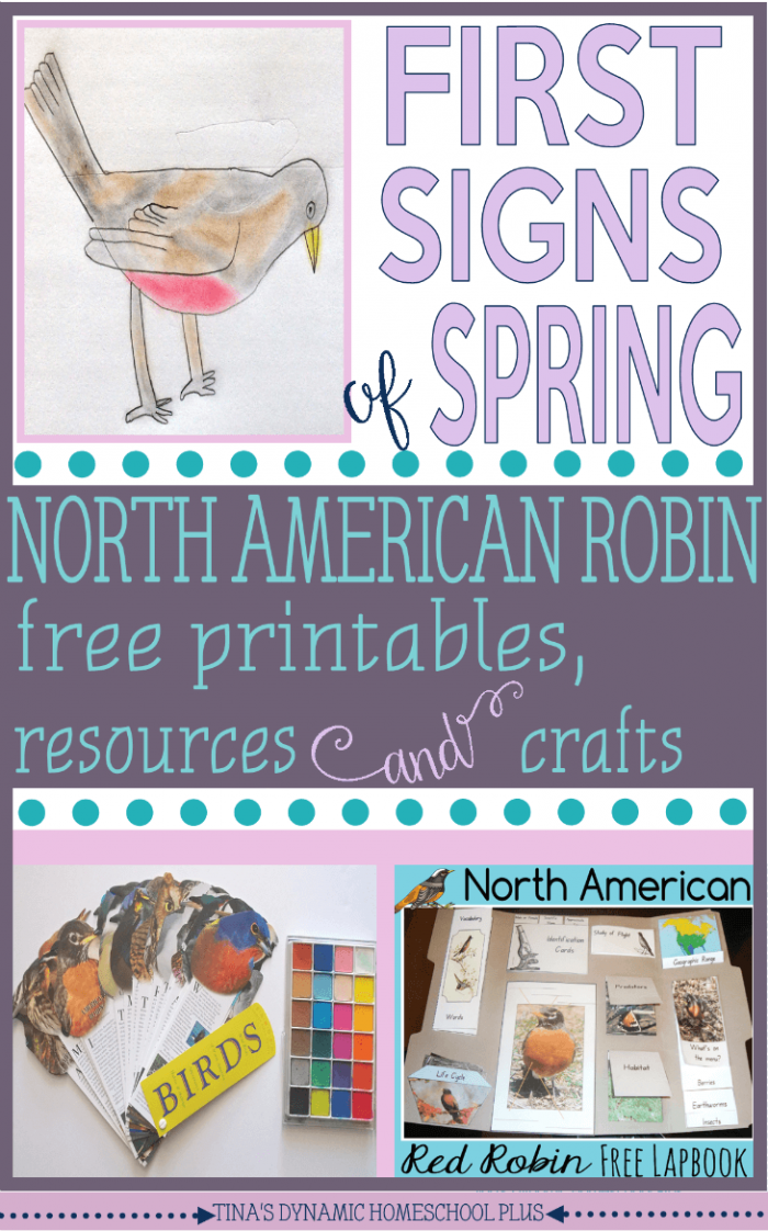 American Robin Free Printables, Resources and Crafts
