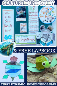 Fun Homeschool Unit Study Egg to Sea Turtle Lesson Plans & Lapbook