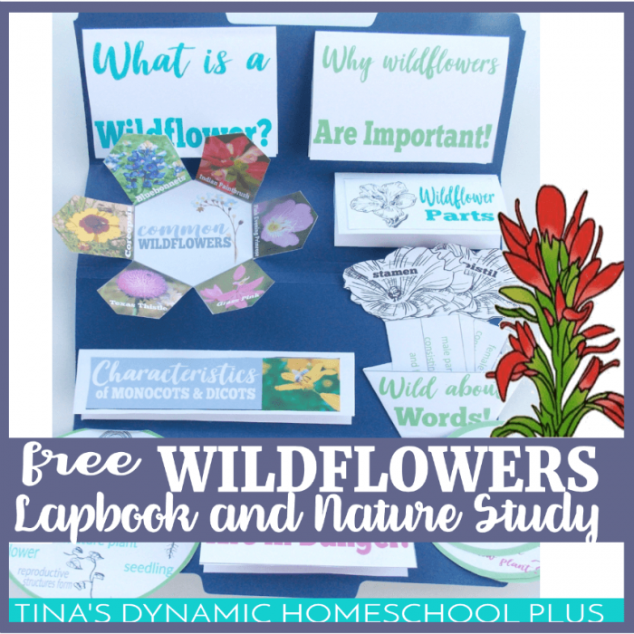 Free Wildflowers Unit Study & Lapbook - Hands-on Nature Study!