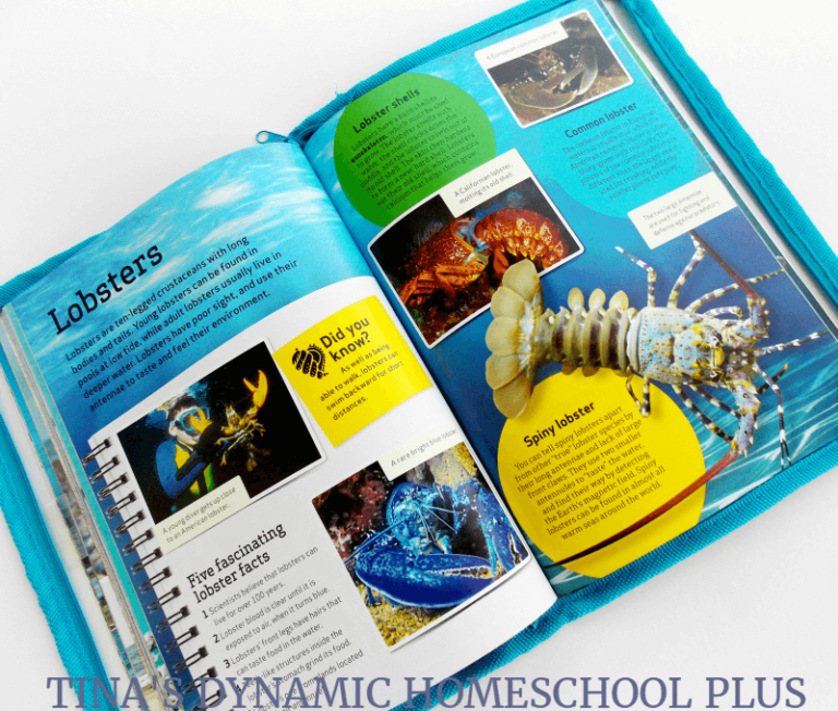 Free Super Seashore Watching Unit Study and Beach Lapbook