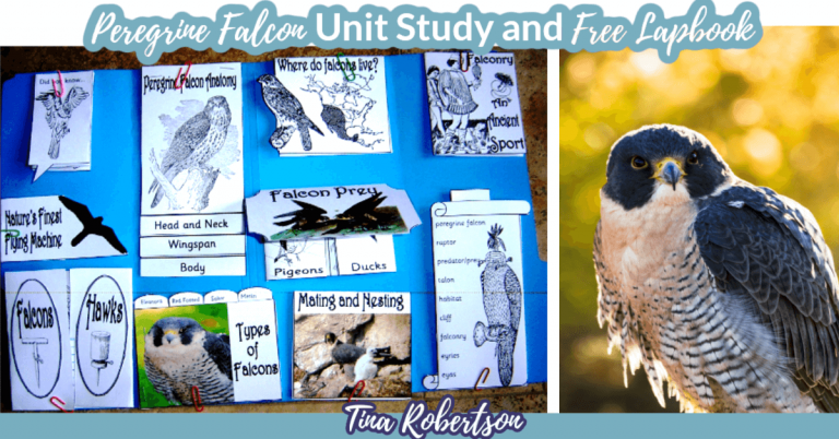 Peregrine Falcon Unit Study and Free Fun Lapbook