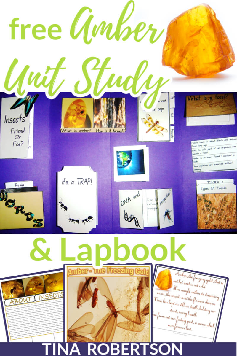 Amber - Freezing Gold Lapbook and Unit Study