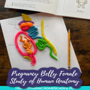 Pregnancy Belly Female Study of Human Anatomy Kids Fun Craft