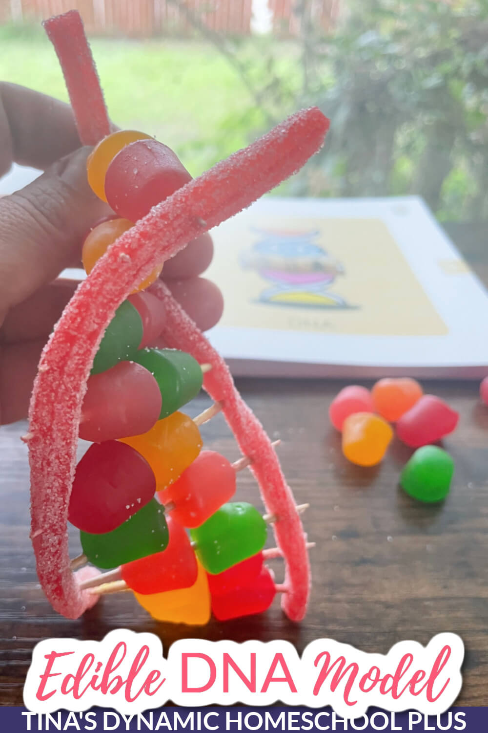How To Study Human Anatomy For Science Build An Edible DNA Model At How To Study Human Anatomy For Science Build An Edible DNA Model At