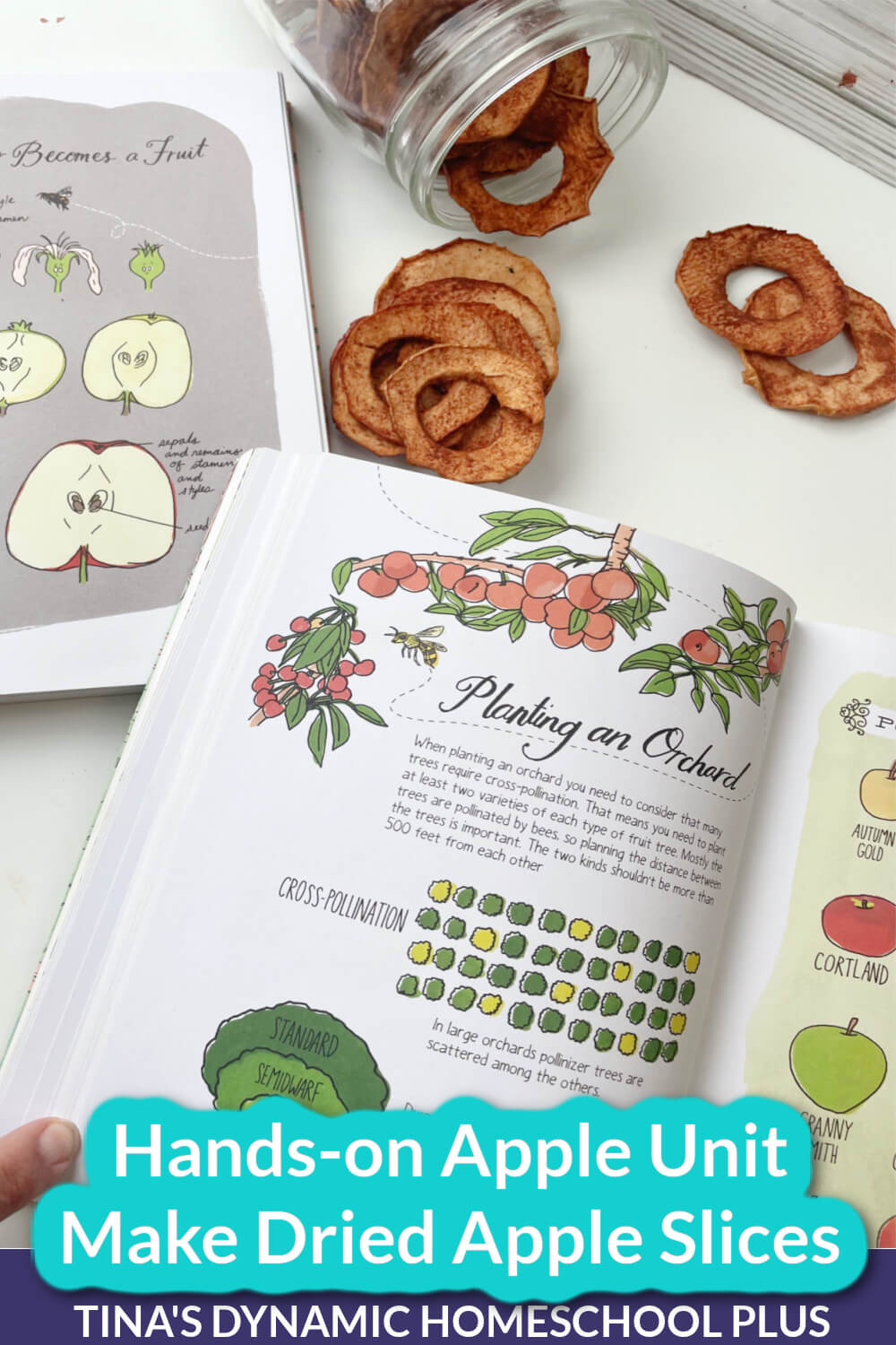 Kids Fun Hands-on Apple Unit Make Dried Apple Slices