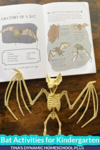 4 Fun and Engaging Bat Activities for Kindergarten