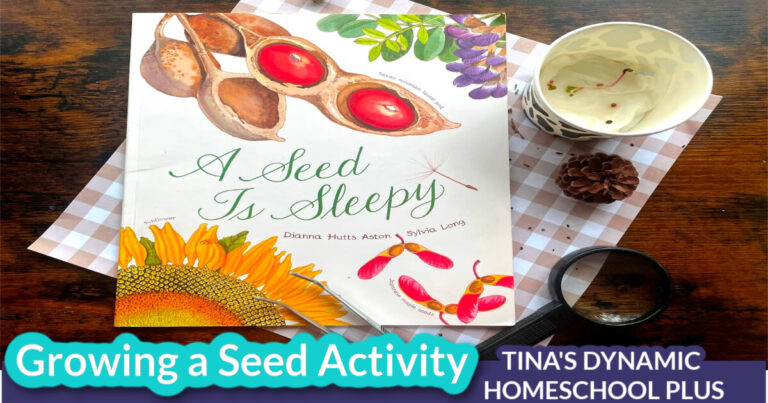 Growing a Seed Activity For Kindergarten Science Kids Activity