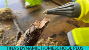 Rainforest Science Activities For Kindergarten Amazing and Fun Living ...