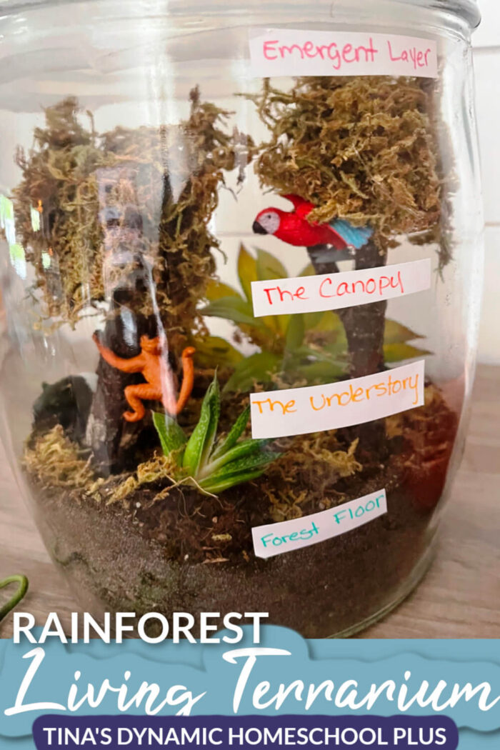 Rainforest Science Activities For Kindergarten Amazing and Fun Living ...