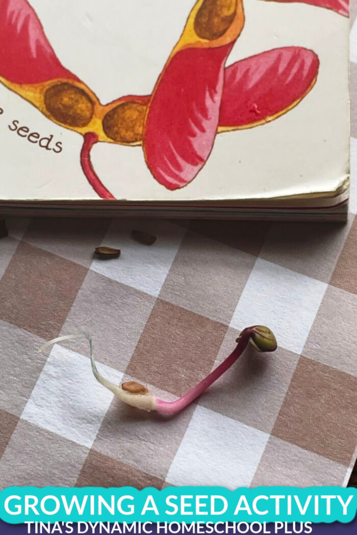 Growing a Seed Activity For Kindergarten Science Kids Activity