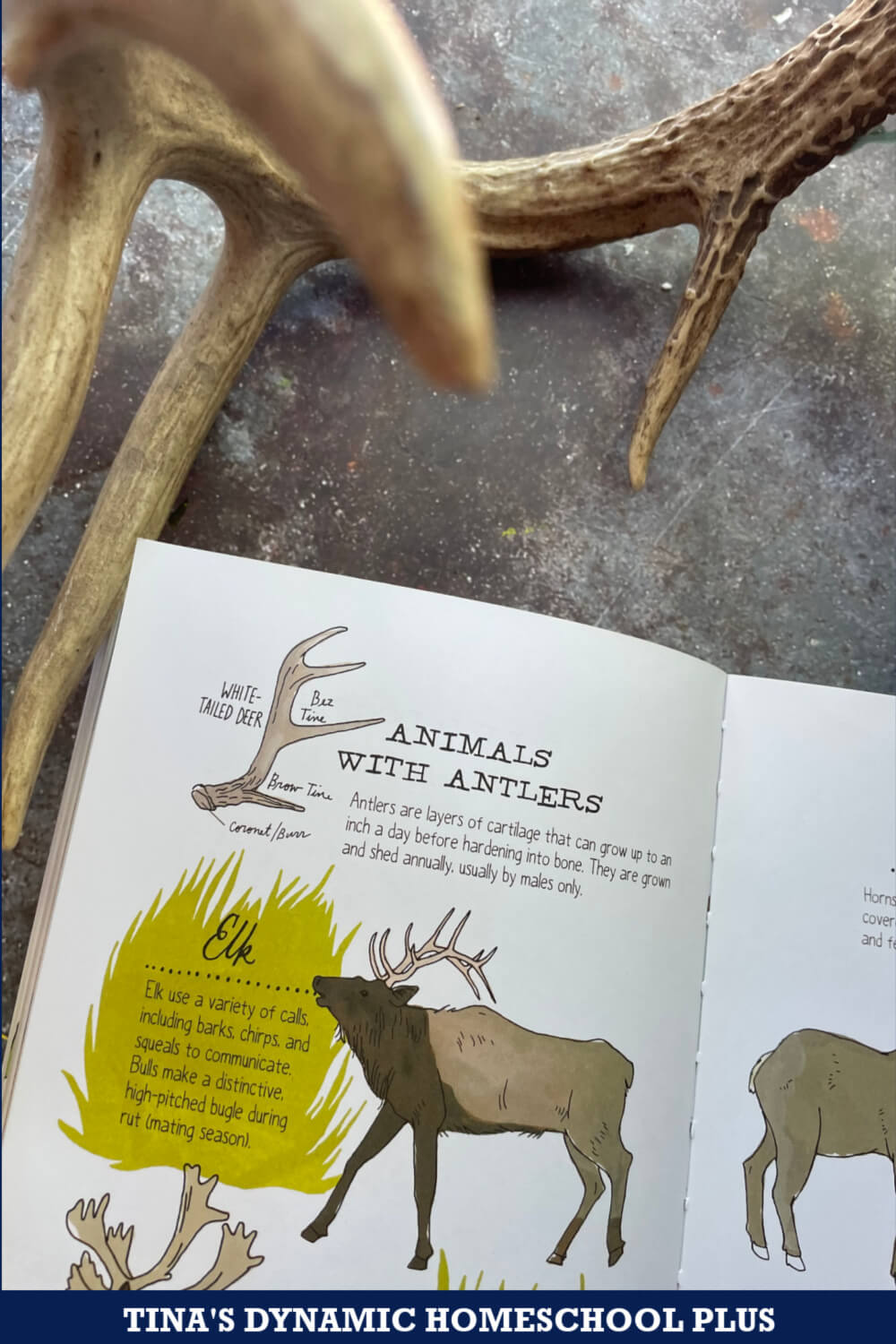 Learn About Daniel Boone Hunting With a Fun Deer Unit Study ...