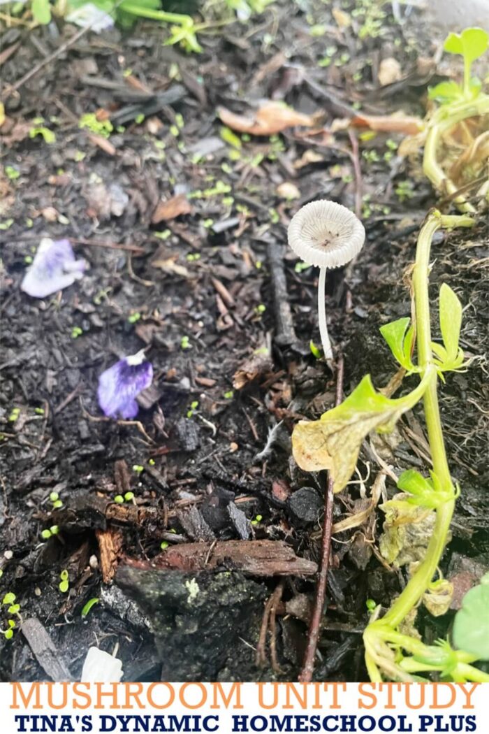 Fun Hands-on Free Mushroom Unit Study and Kids Learning Activities