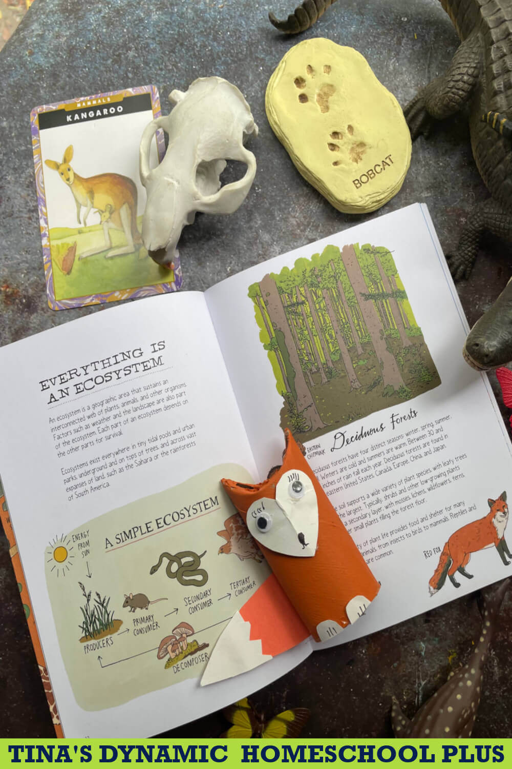 How to Create a Homeschool Zoology Unit Without a Curriculum and Cute ...
