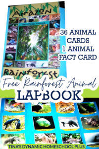 Beautiful And Colorful Amazonian Rainforest Animals Lapbook For Kids