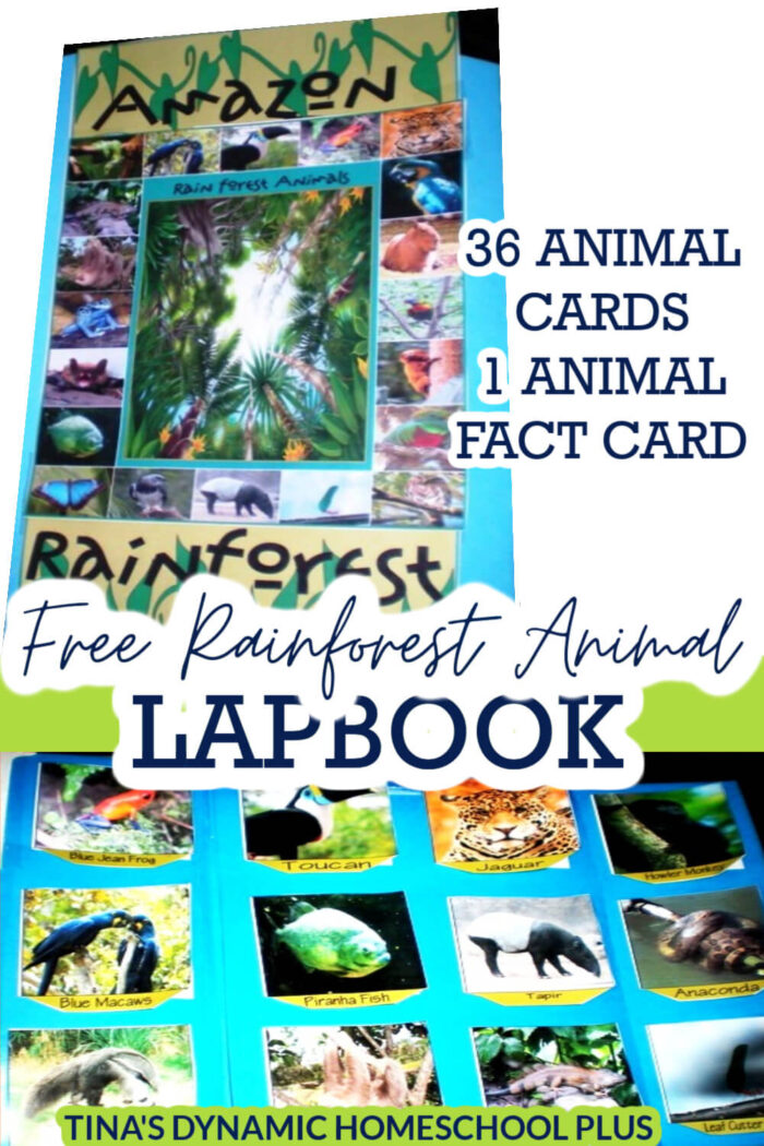 Rain Forest Animals of the Amazon