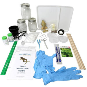 How do Fish Breathe Underwater Fun Activity & Animal Science Homeschool ...
