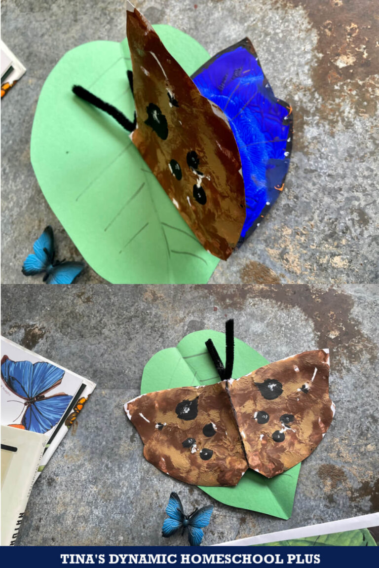 Blue Morpho Butterfly Adaptations In The Tropical Rainforest and Fun ...