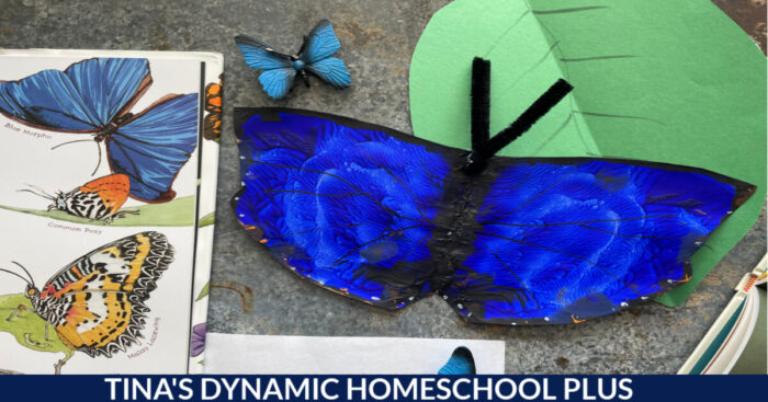 Blue Morpho Butterfly Adaptations In The Tropical Rainforest and Fun ...