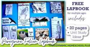 Free Peregrine Falcon Lapbook And Fun Unit Study Ideas