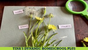 Fun Kids Dandelion Flower Unit Study and Easy Tea Recipe & Notebooking ...
