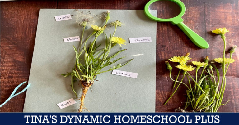 Fun Kids Dandelion Flower Unit Study and Easy Tea Recipe & Notebooking ...