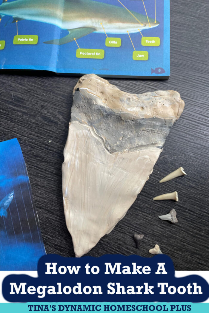 How to Make A Megalodon Shark Tooth Fun Homeschool Project