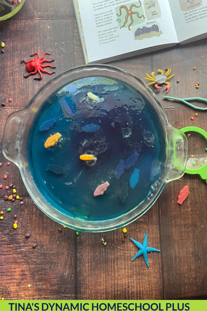 5 Tide Pool Facts and Create An Edible Tide Pool Diorama Ideas