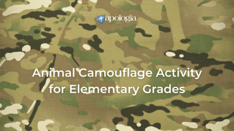 8 Animal Camouflage Activities and Resources & Fun Camouflage Art