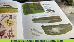 How to Make an Easy Wetlands Paper Plate Habitat Diorama
