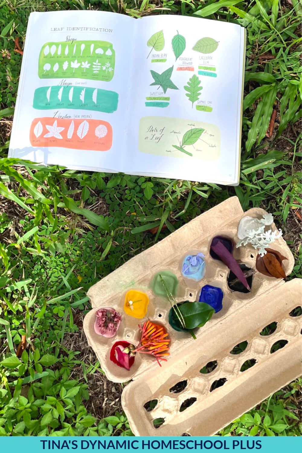 10 Egg Carton Crafts For 2 Year Olds and Fun Nature Color Match