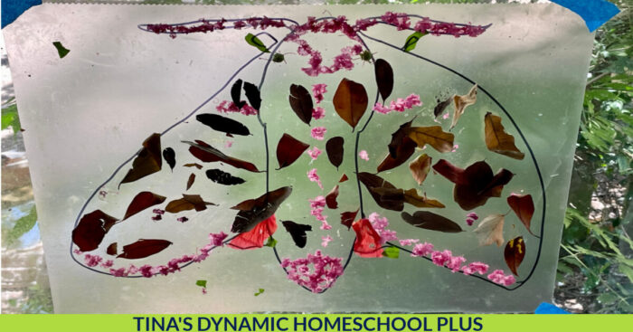 8 Facts About Moths and a Fun Nature Elephant Hawk Moth Craft