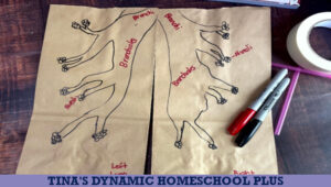 8 Facts About the Respiratory System & Fun Lung Craft for Kids