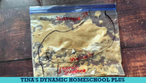 Basic Steps in the Digestive System and a Fun Digestive System Craft