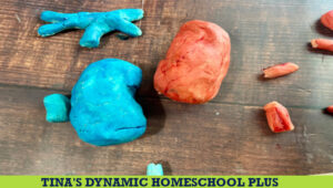 How to Make a Human DIY Heart Model Easy Craft for Kids