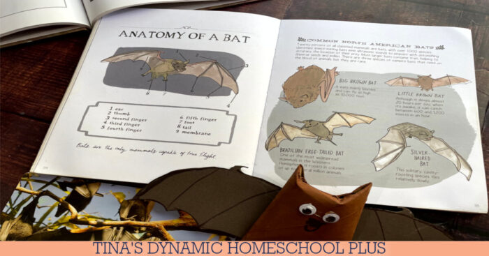 Fun Bat Anatomy Toilet Paper Roll Craft | 8 Bat Science Activities ...