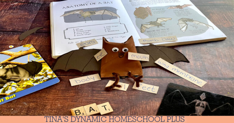 Fun Bat Anatomy Toilet Paper Roll Craft | 8 Bat Science Activities ...