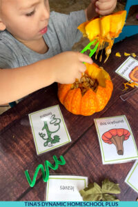 Pumpkin Anatomy | Kids Exploring the Parts of a Pumpkin And Printables