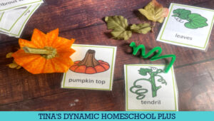 Pumpkin Anatomy | Kids Exploring the Parts of a Pumpkin And Printables