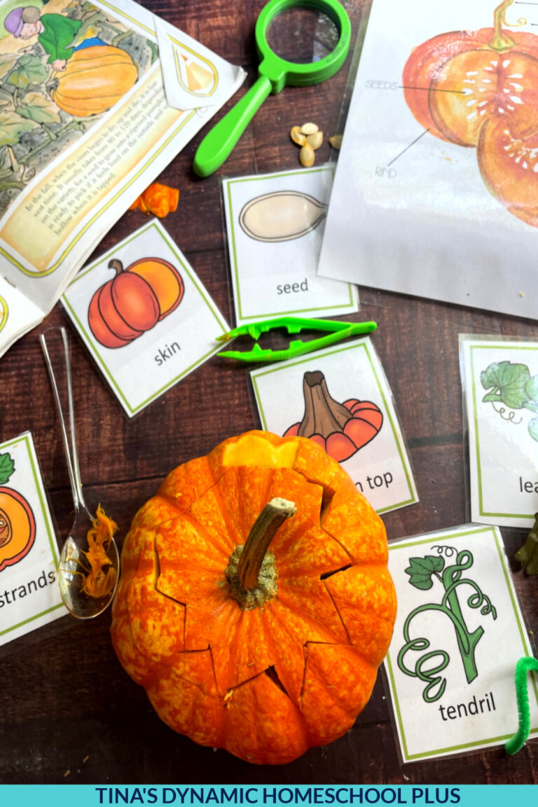 Pumpkin Anatomy | Kids Exploring the Parts of a Pumpkin And Printables