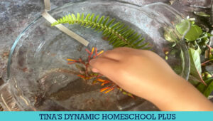 Frozen Nature Ice Sun Catcher for Preschool Play and Fun