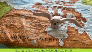 Free Kids Owl Unit Study Ideas | How to Dissect Pellets