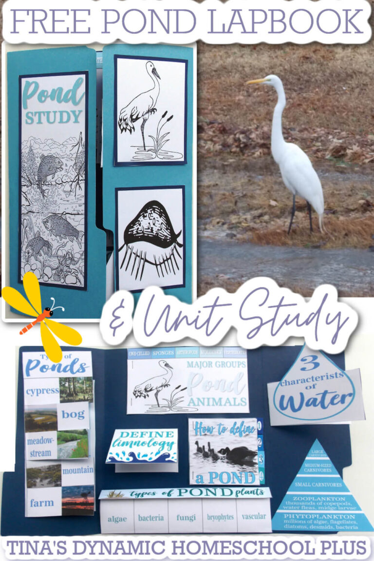 Above & Below: Pond Unit Study, Hands-on Ideas, & Lapbook