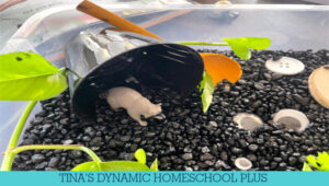 Discover The Magic Of Nocturnal Creatures | Nocturnal Animal Sensory Bin