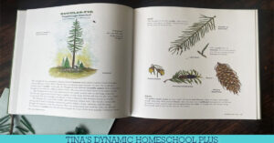 Why Evergreen Trees Are the Ultimate Winter Wonder & Tree Craft