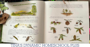 Easy Pine Craft Tree Ideas And A Free Life Cycle Printable