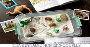 How To Create An Engaging Desert Sensory Bin For Hands-On Play