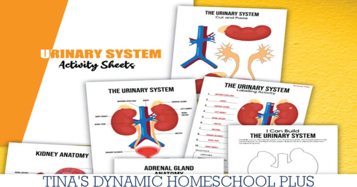 Best Urinary System Project Ideas And Free Activity Pages