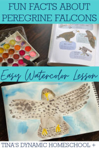 Fun Facts About Peregrine Falcons & How To Paint Them In Watercolor